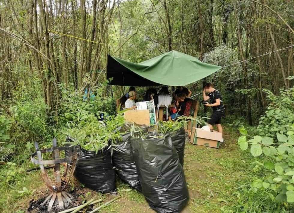 Removing invasive species at I-SWAMP project sites in the Karawanke ...